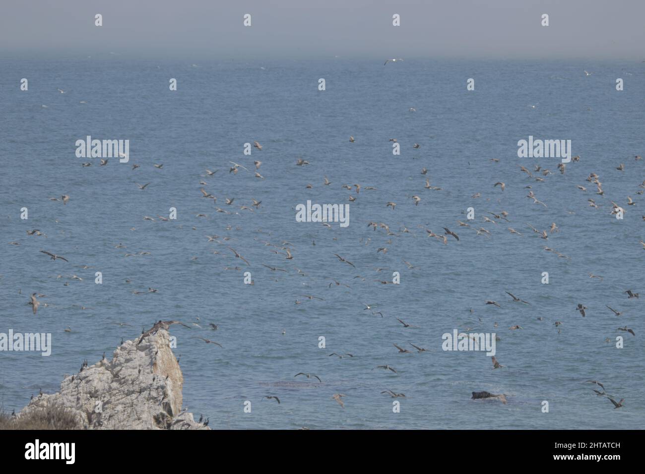 Flock of seagulls flying over a blue sea Stock Photo - Alamy
