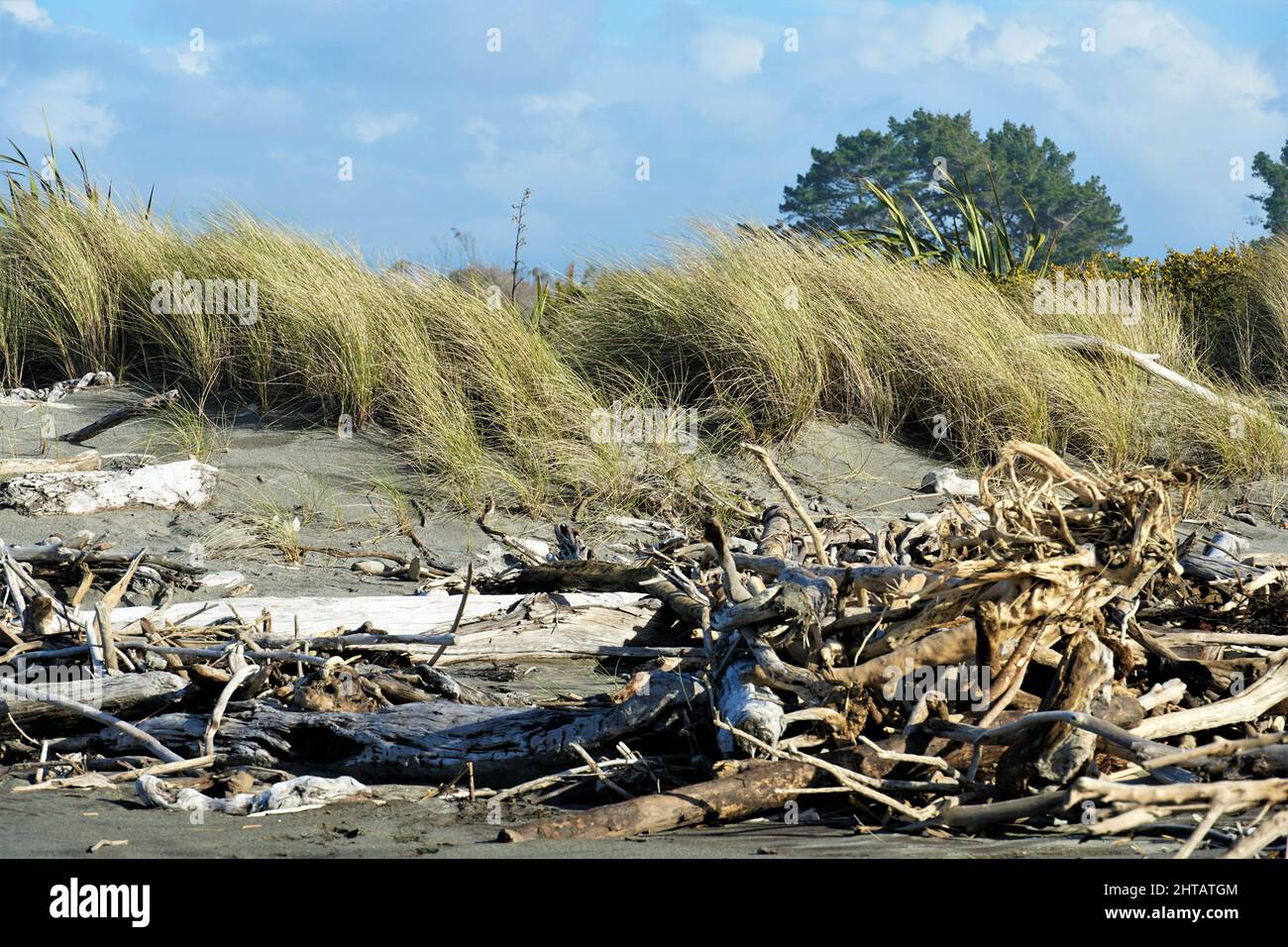 Branches tree on beach hi-res stock photography and images - Alamy