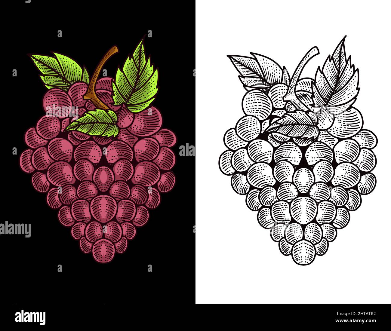 Grape blueberry Stock Vector Images - Alamy