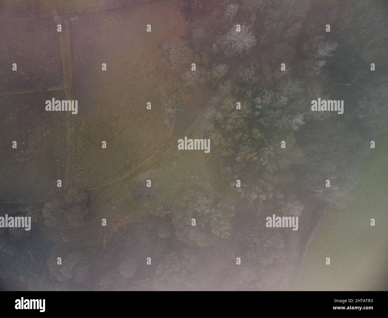 Aerial view of the forest with pine trees and green fields in a foggy ...