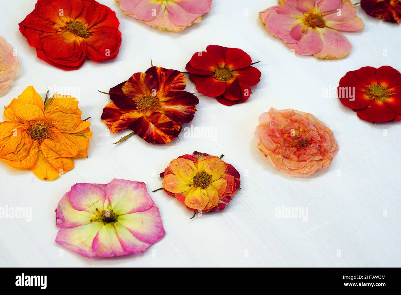 Yellow pressed dried flowers hi-res stock photography and images - Alamy