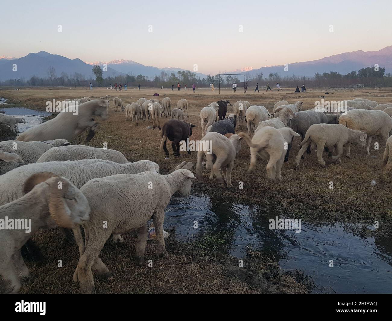 Sheep by a river hi-res stock photography and images - Alamy