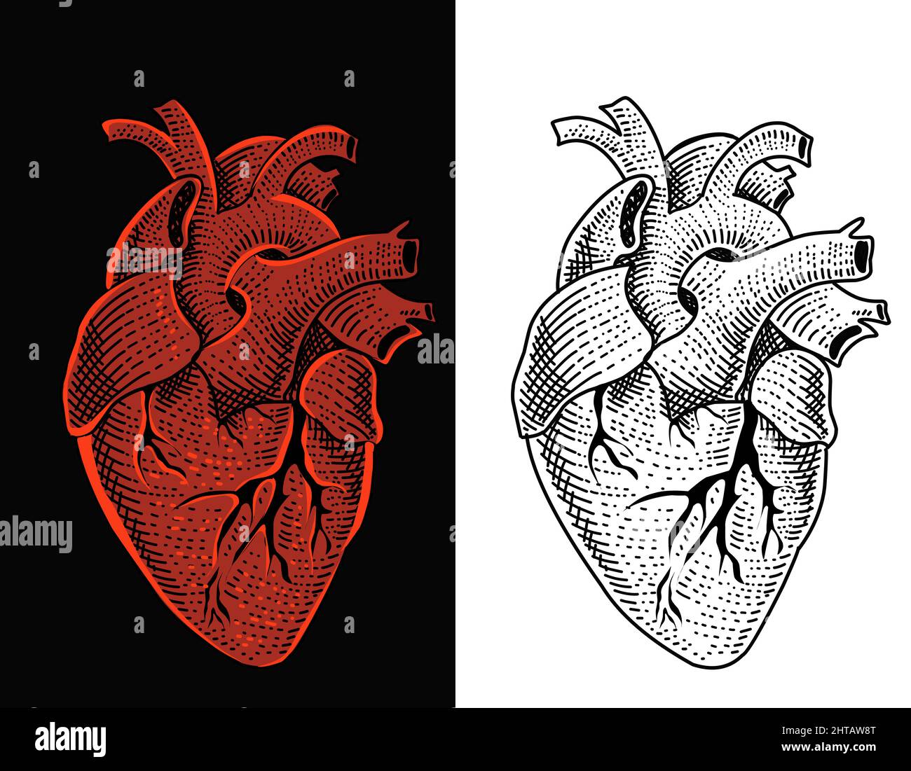 Illustration vector human heart with engraving style Stock Vector Image ...