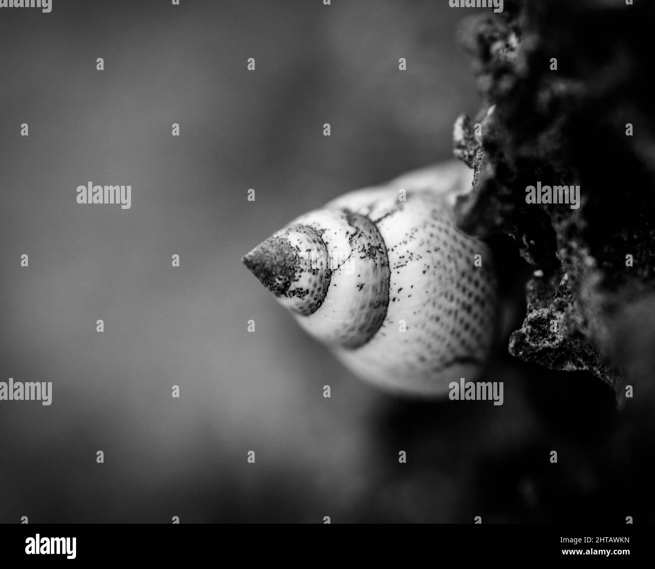 Grayscale shot of a snail shell Stock Photo - Alamy