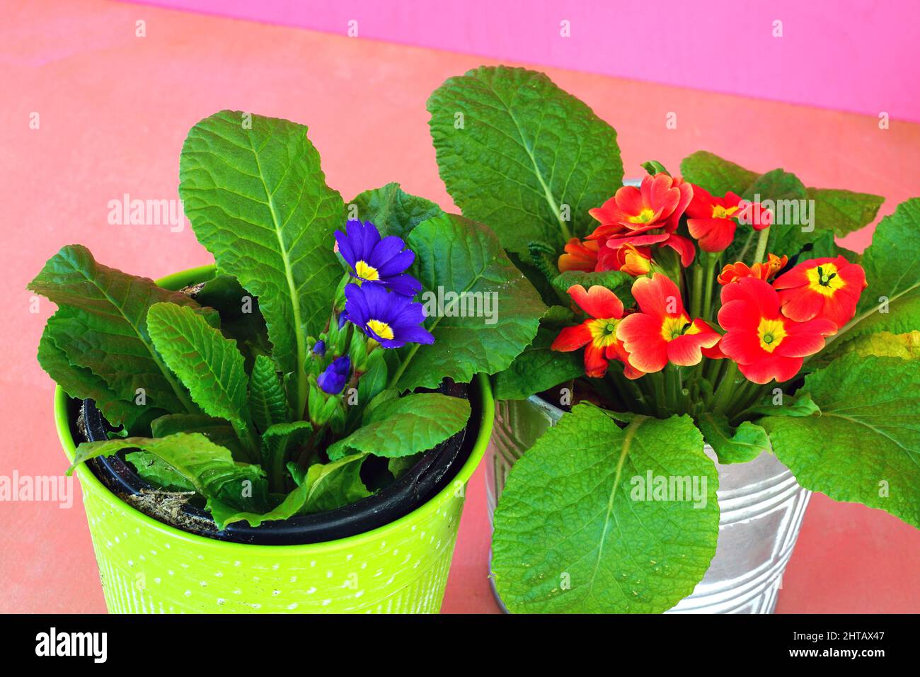 Potted red and purple primrose flowers (primula Stock Photo - Alamy