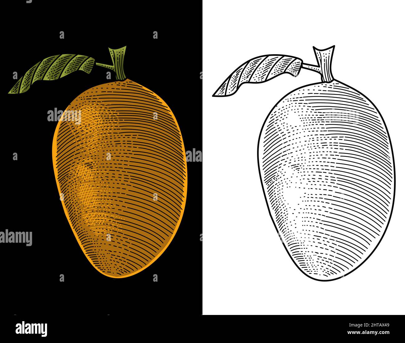 vector Mango fruit with engraving style Stock Vector Image & Art - Alamy