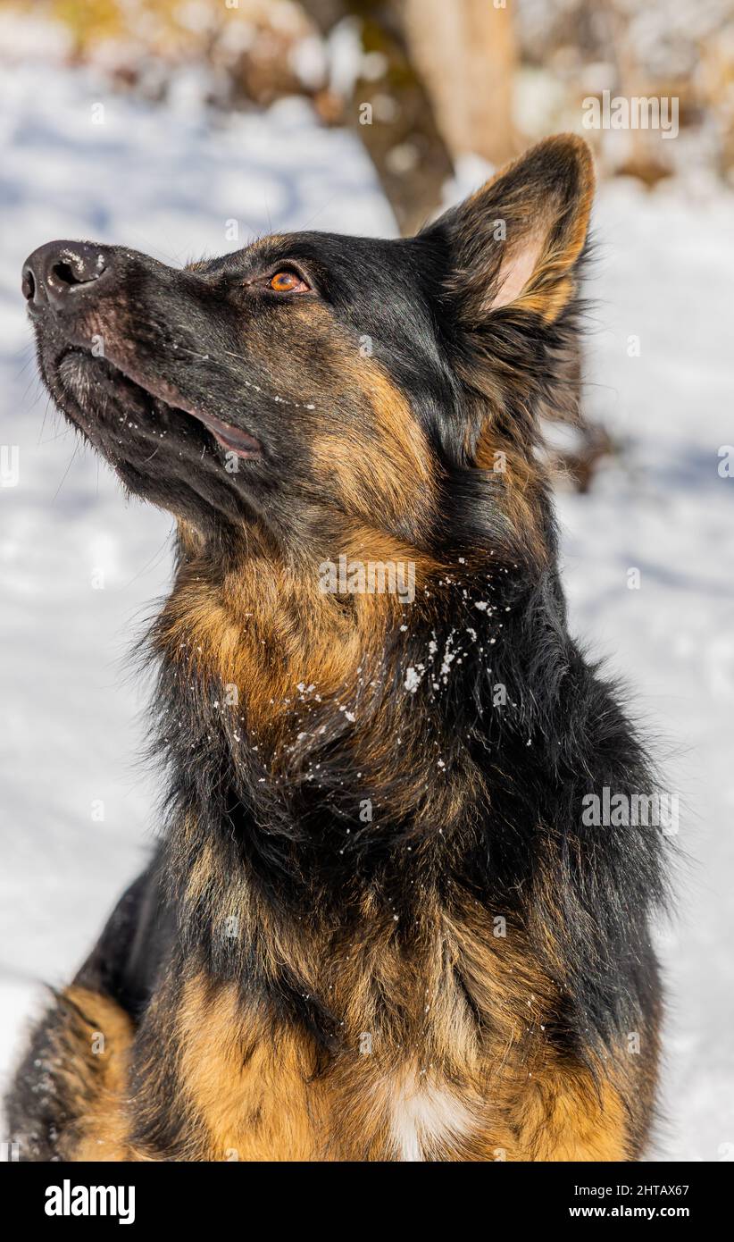 Old German Shepherd Dog (Altdeutscher Schaferhund) in a snowy field ...