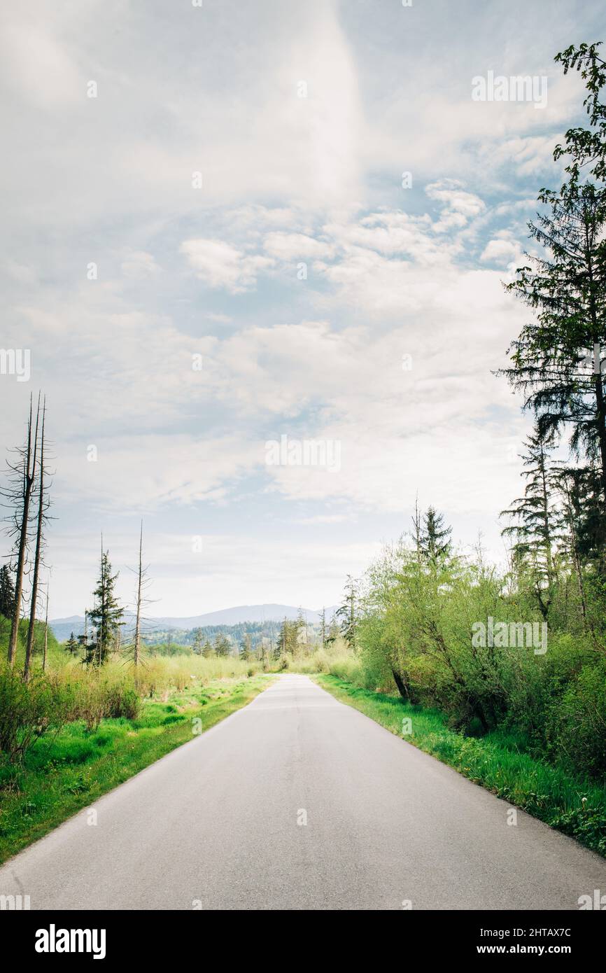Vertical shot of a one-lane road with pine trees on both sides under ...