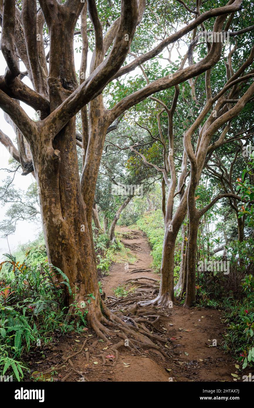 Path through the forest in a wilderness Stock Photo - Alamy