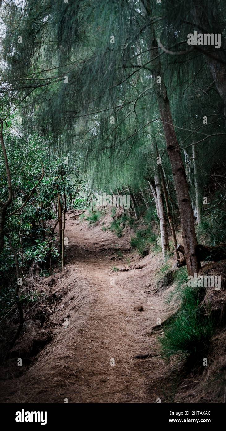 Footpath in dense jungle hi-res stock photography and images - Alamy