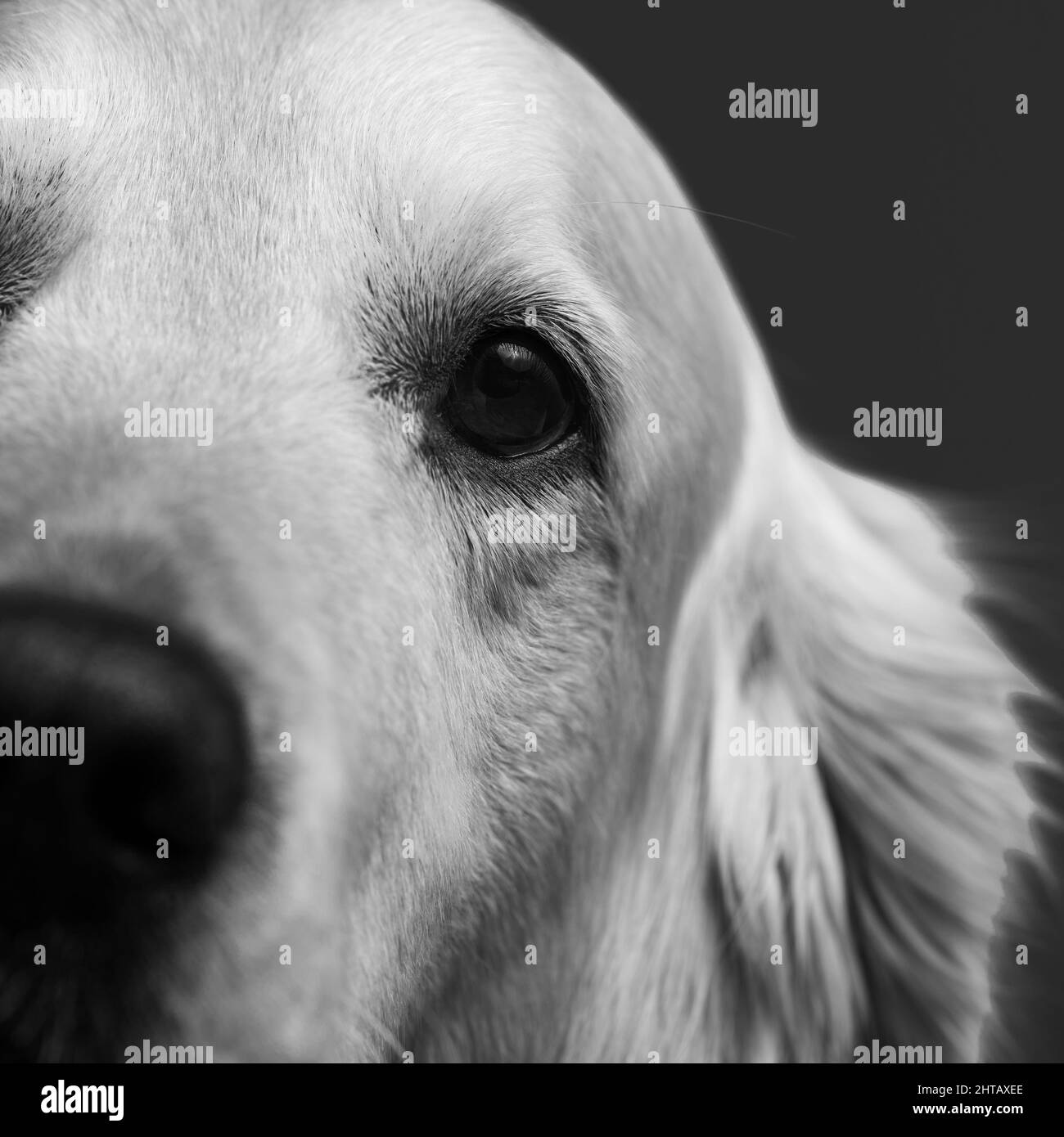 Golden retriever bw hi-res stock photography and images - Alamy
