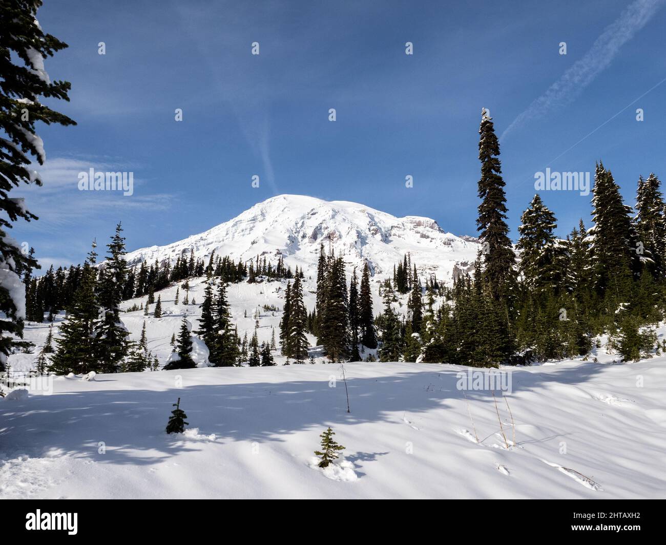 Snowy landscape of the Mt. Rainier and trees Stock Photo - Alamy