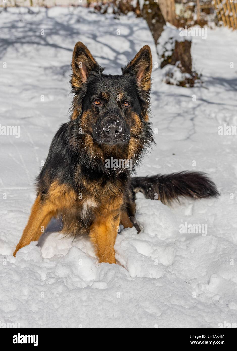 Old German Shepherd Dog (Altdeutscher Schaferhund) in a snowy field ...