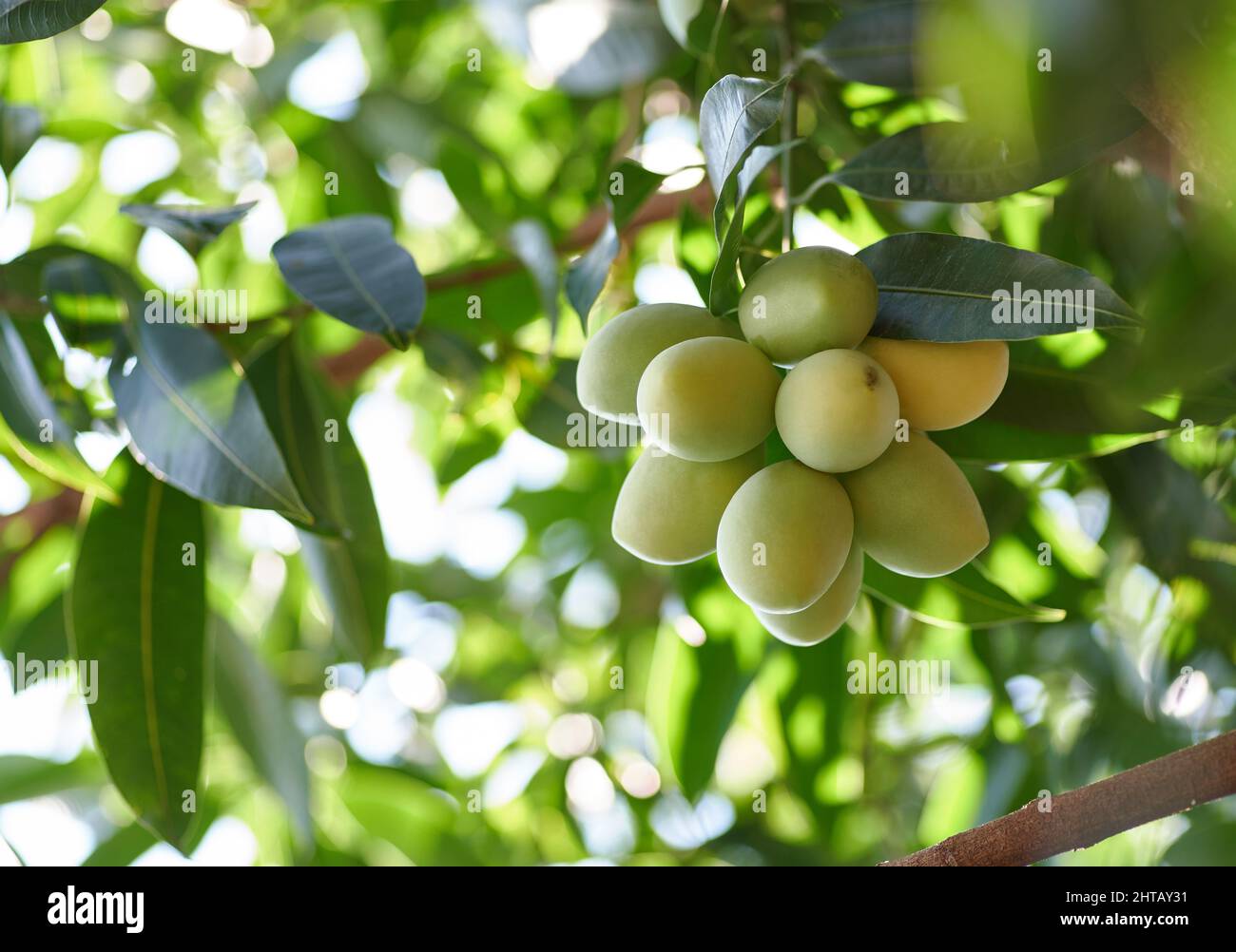 The bunch of green raw Bouea macrophylla on the tree Stock Photo - Alamy