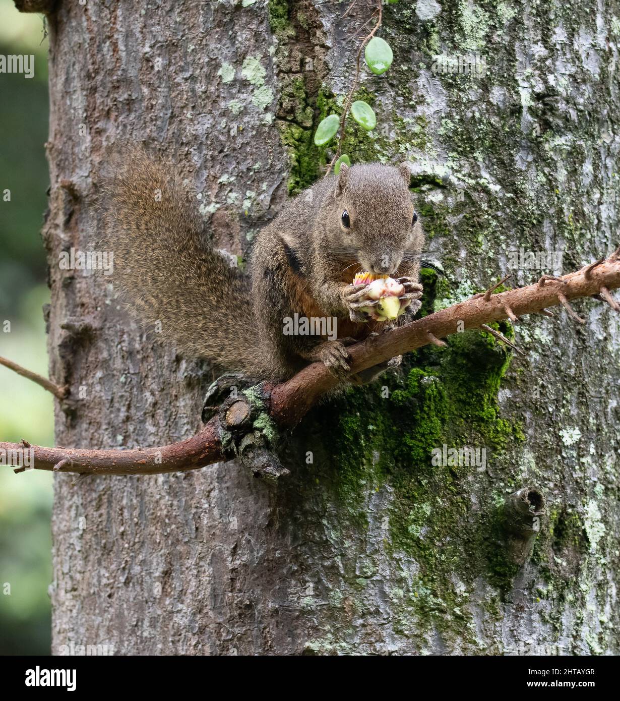 Small fig eating bird hi-res stock photography and images - Alamy