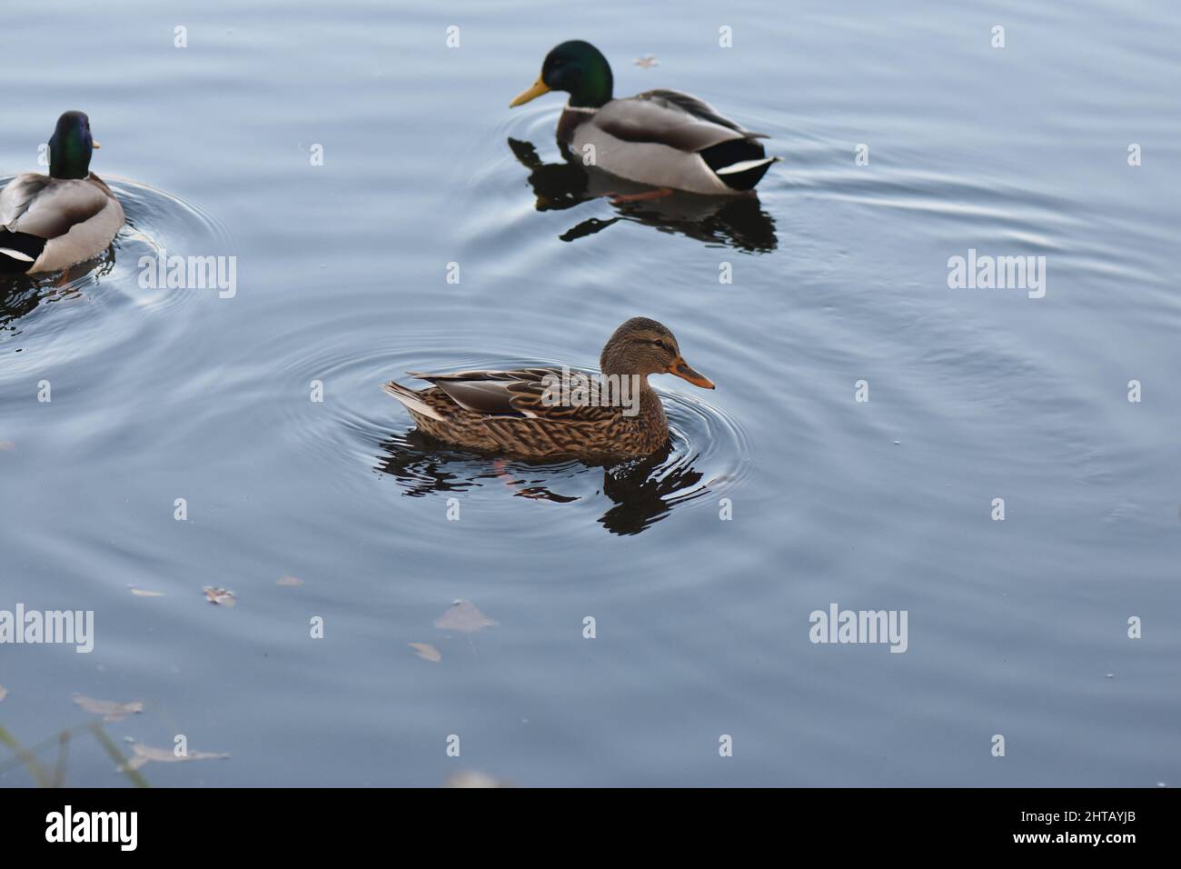 Flock of mallard duck floating on a calm lake Stock Photo - Alamy