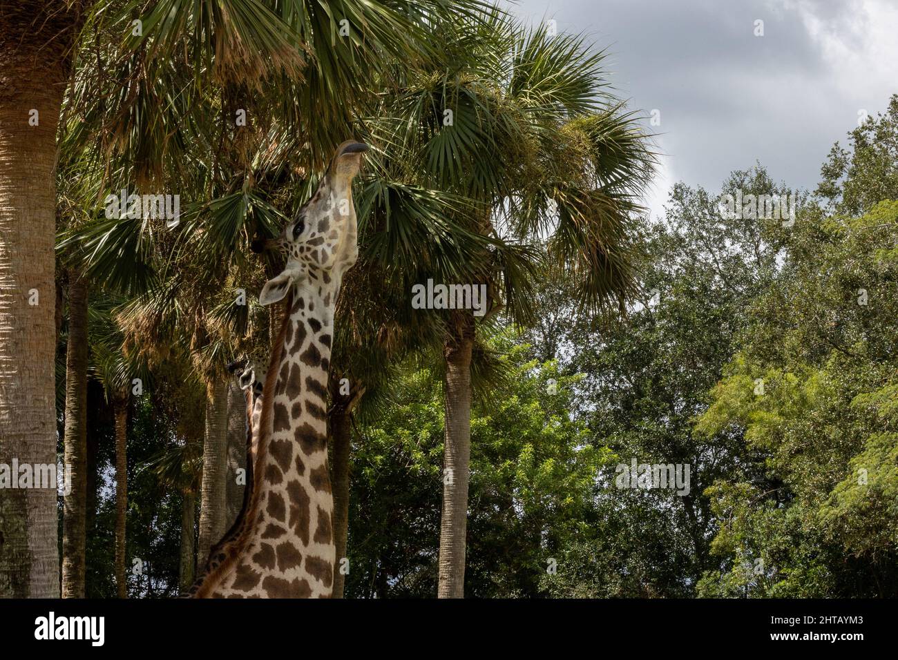 Photo of a giraffe eating from a palm tree in a zoo Stock Photo - Alamy
