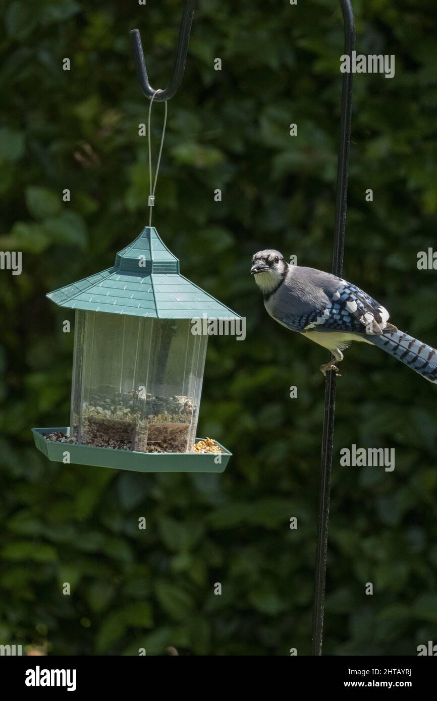 Vertical shot of a blue jay eating seeds from a backyard feeder Stock ...