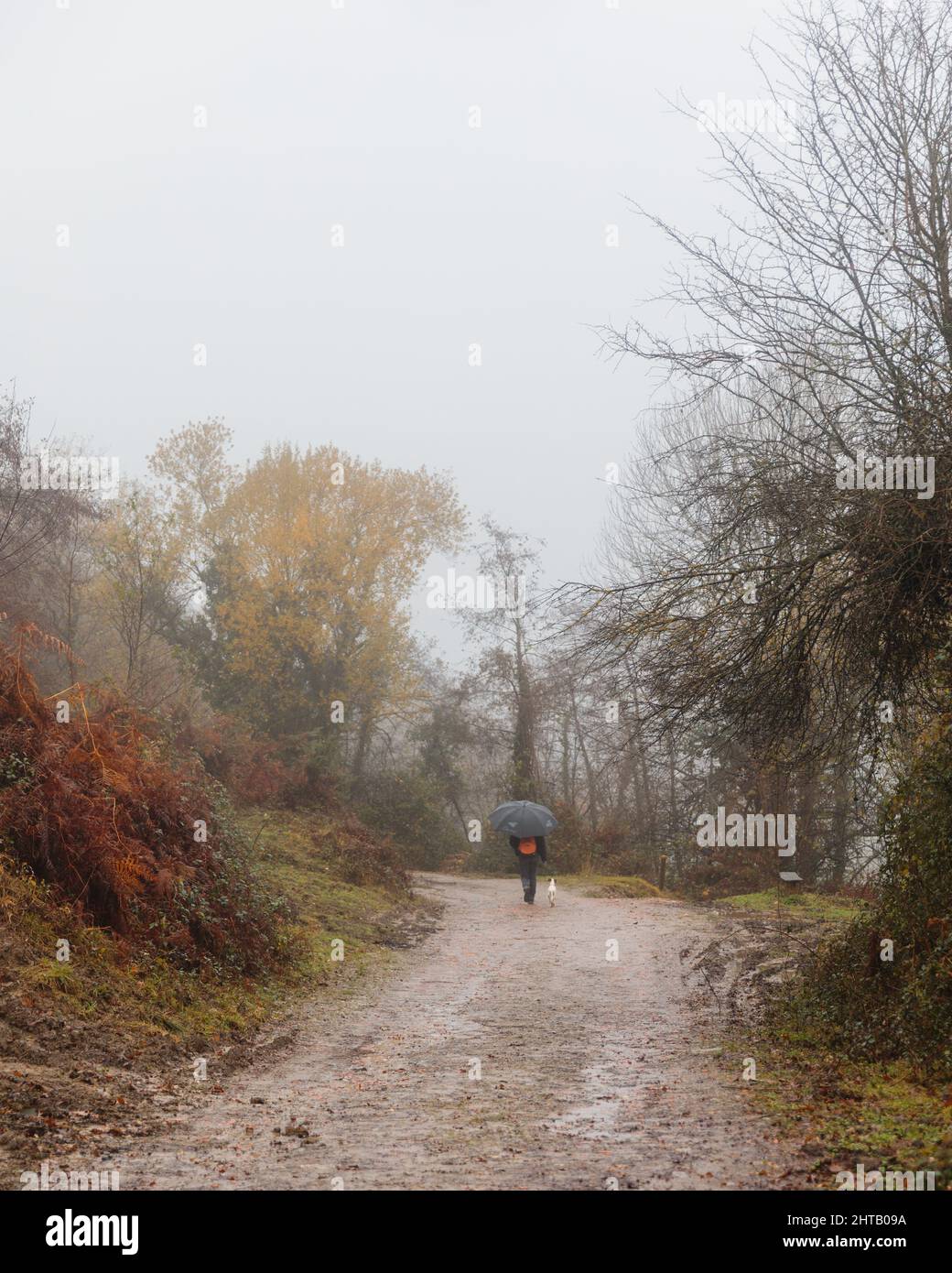 Vertical of person with an umbrella walking on a pathway lying through ...