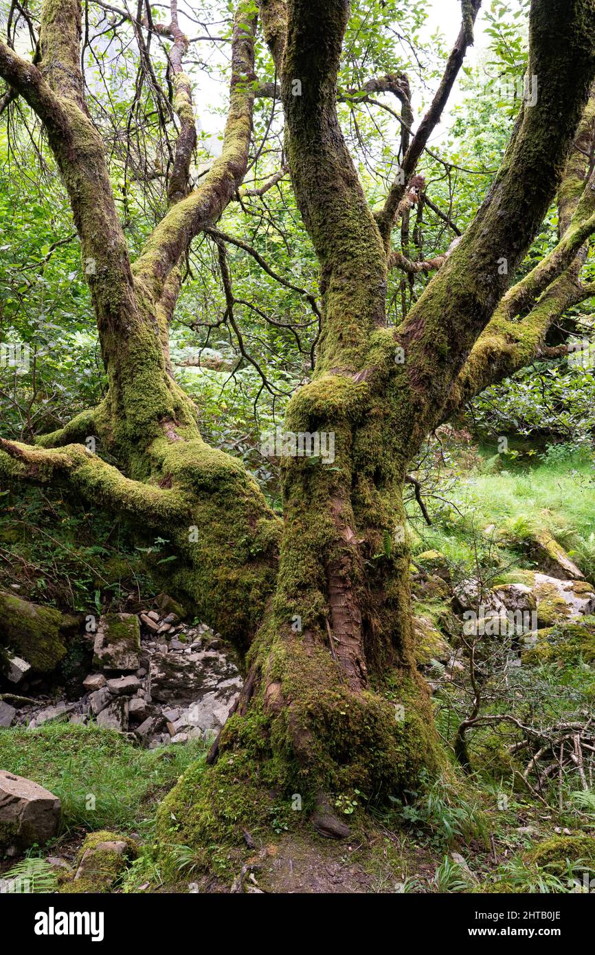 Mossy trees in a forest in summer Stock Photo - Alamy