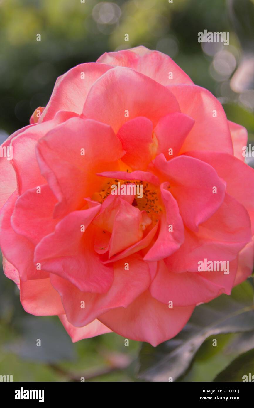 Closeup of an orange floribunda rose growing in the garden in its full ...