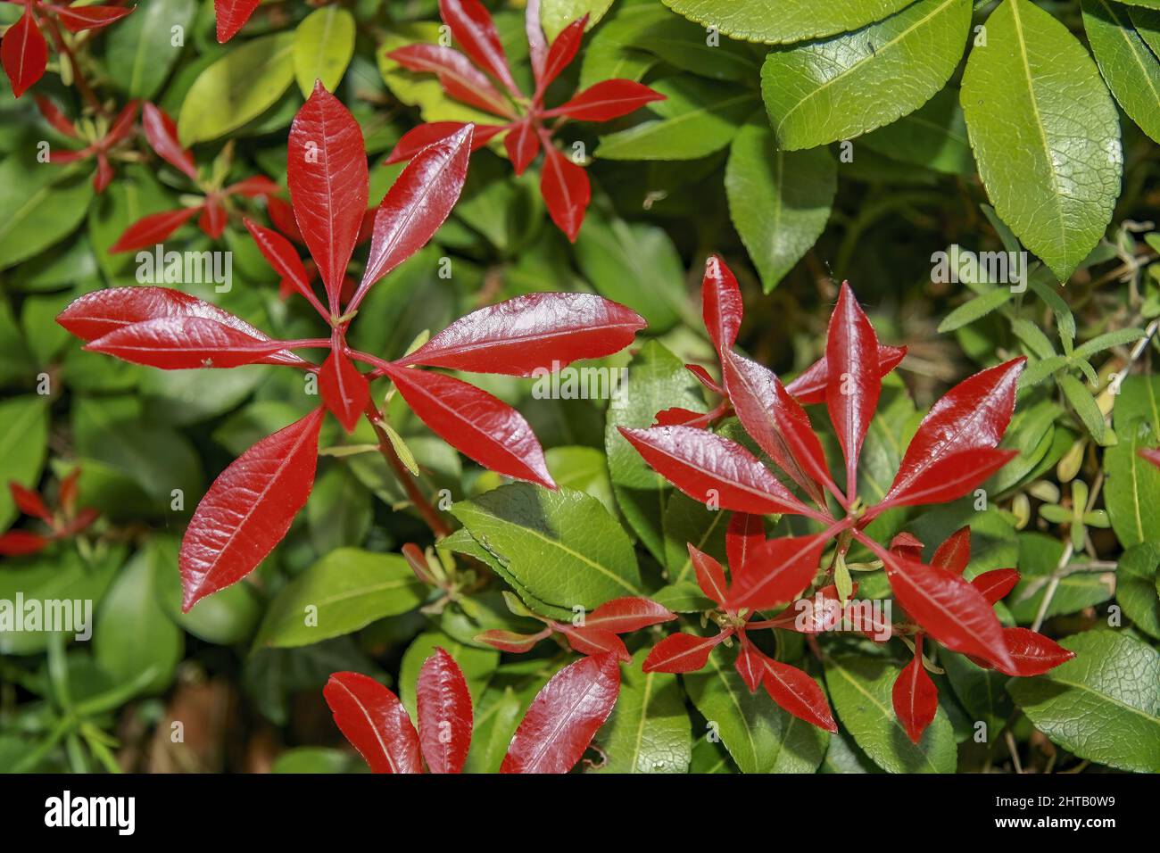 Closeup of beautiful red tip photinia plant growing at a garden Stock ...