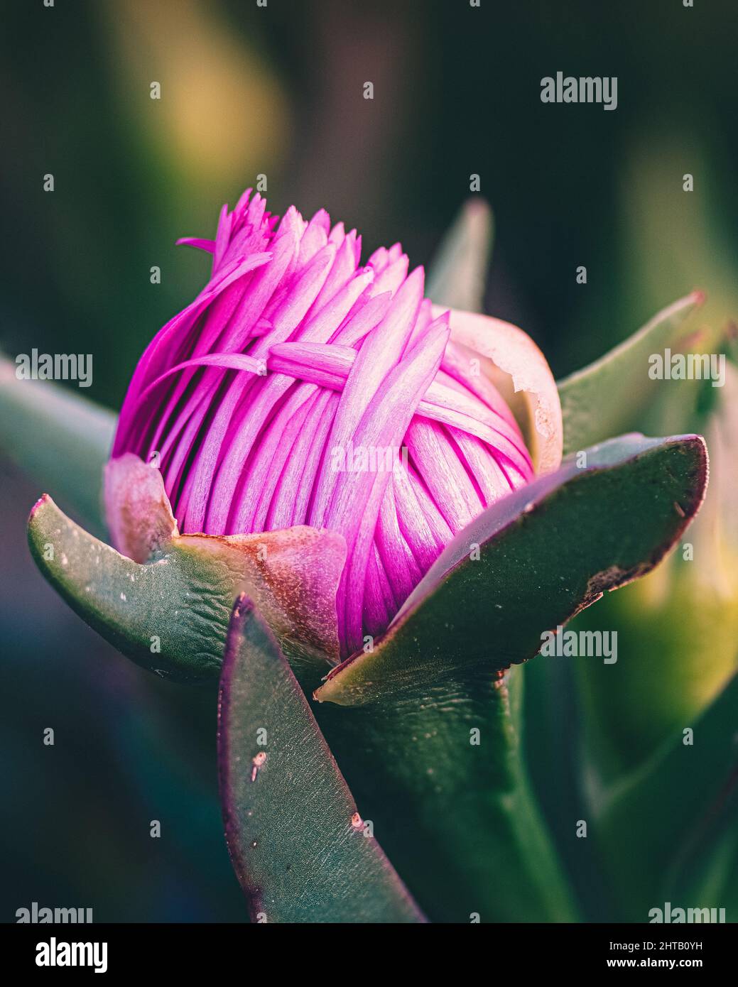 Closeup of a Elands sour fig(Carpobrotus acinaciformis) flower Stock ...