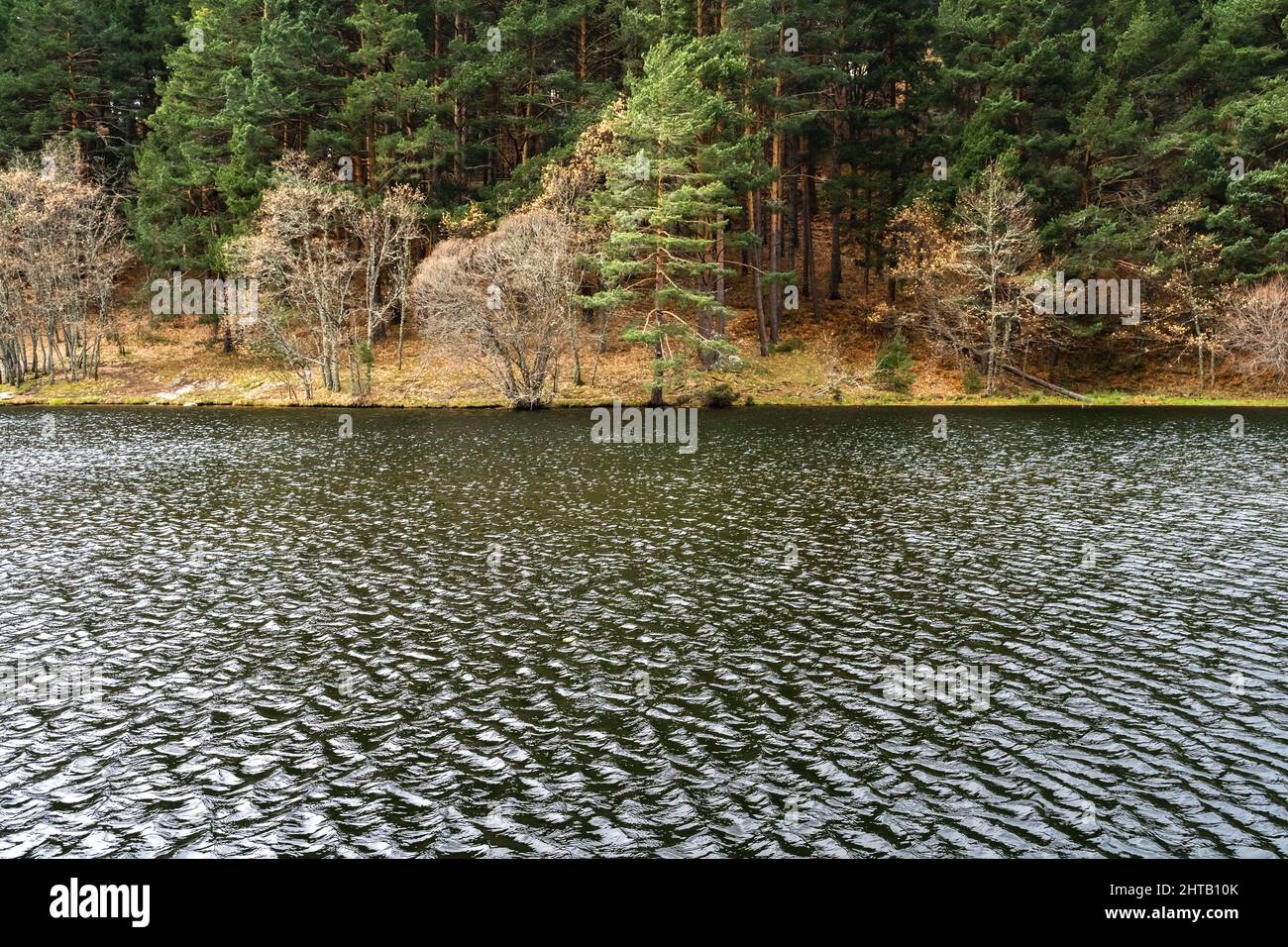 Calm river lined with evergreen trees during autumn Stock Photo - Alamy