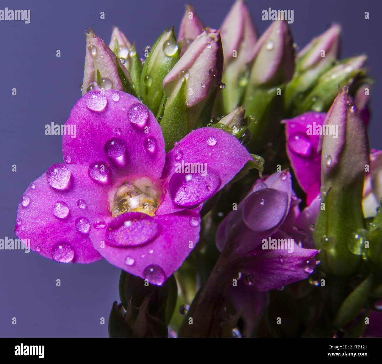 Closeup of a purple Kalanchoe flower with water droplets Stock Photo ...