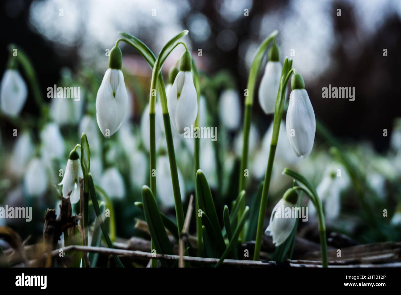 Closeup of white snowdrop flowers with their heads hanging down Stock ...