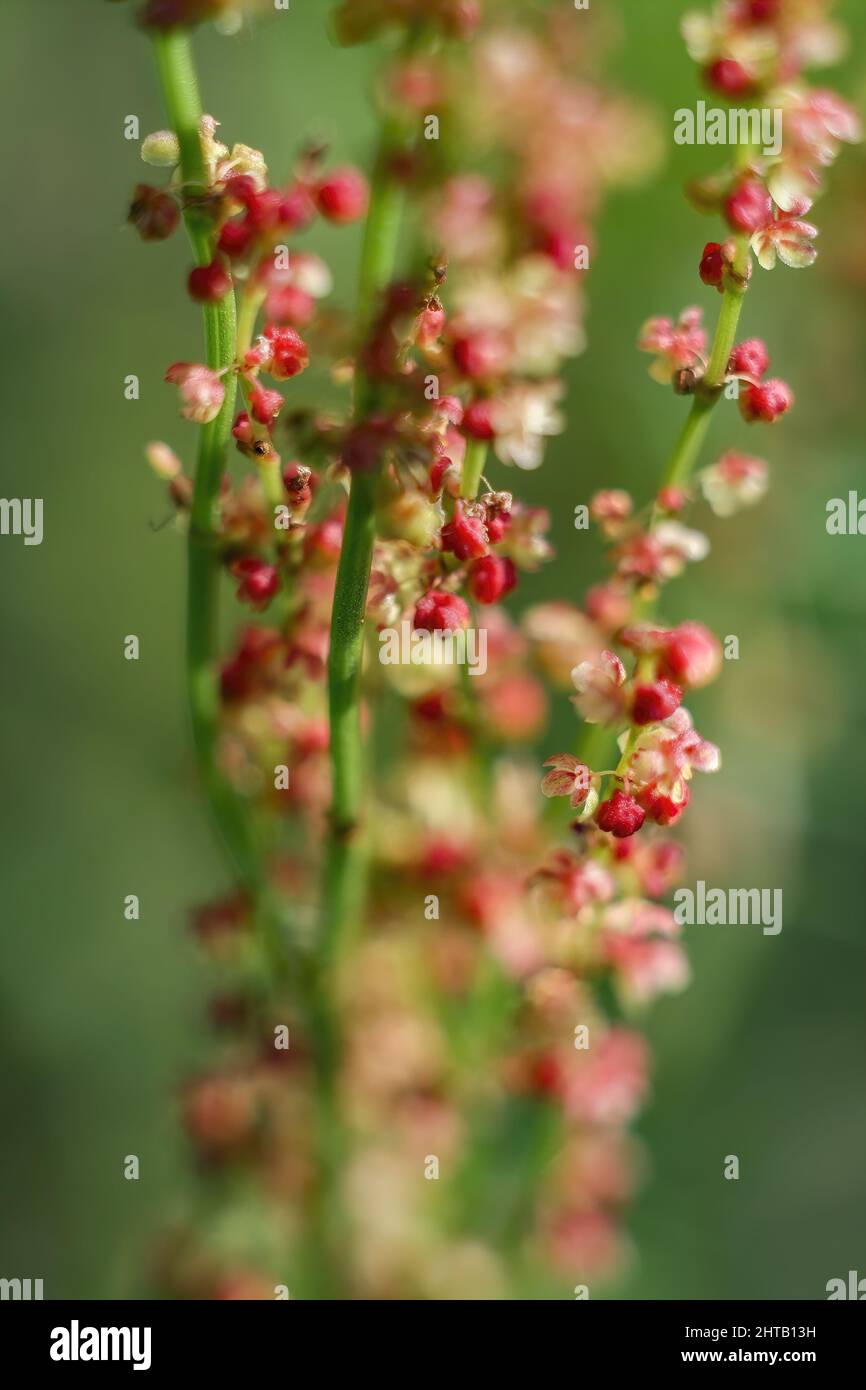 Soft focus of pink sorrel flowers blooming at a field in spring Stock ...