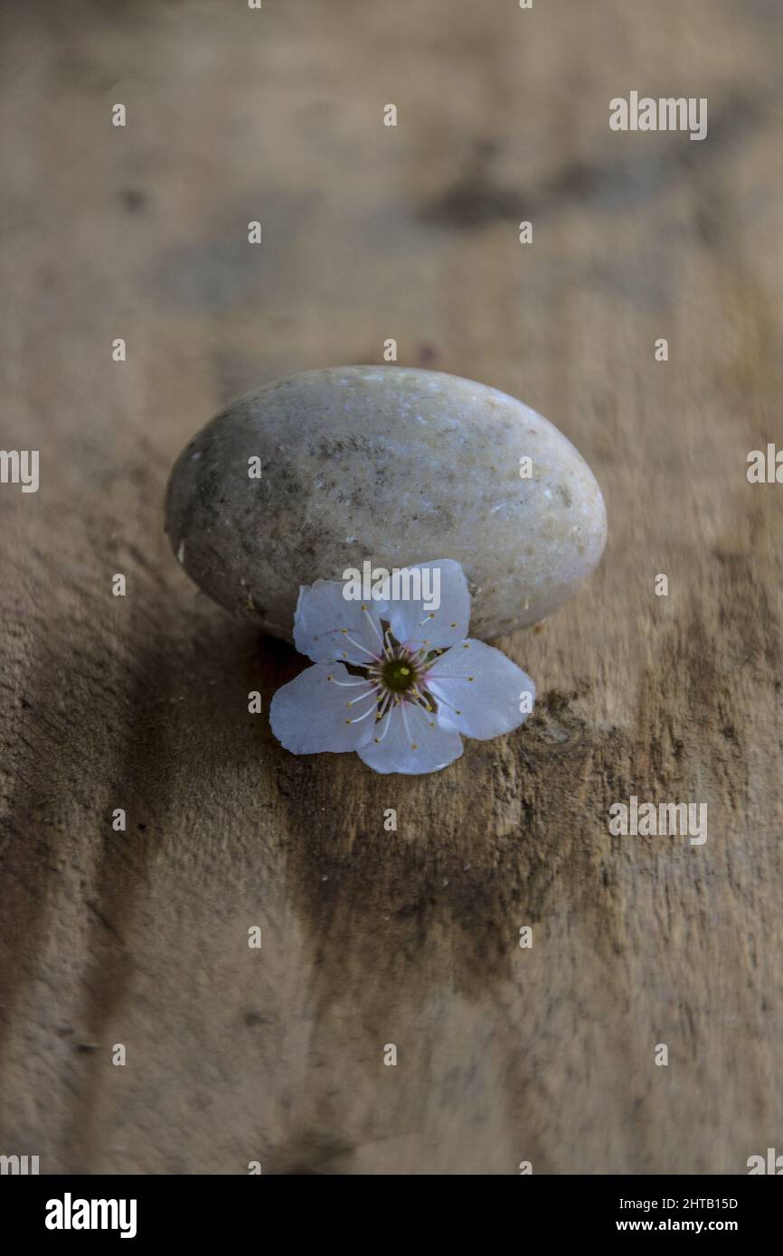 Vertical shot of a white cherry blossom flower against a pebble on a ...