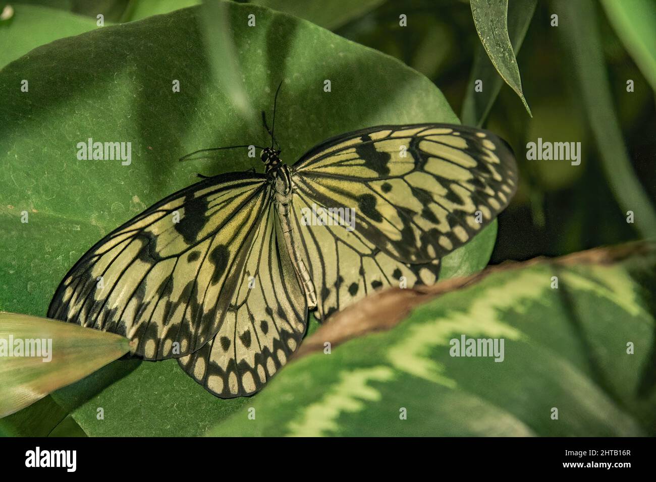 Closeup of a Malabar tree nymph butterfly on a green leaf Stock Photo ...