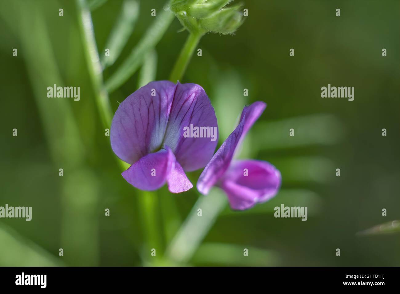 Purple vetch flowers hi-res stock photography and images - Alamy