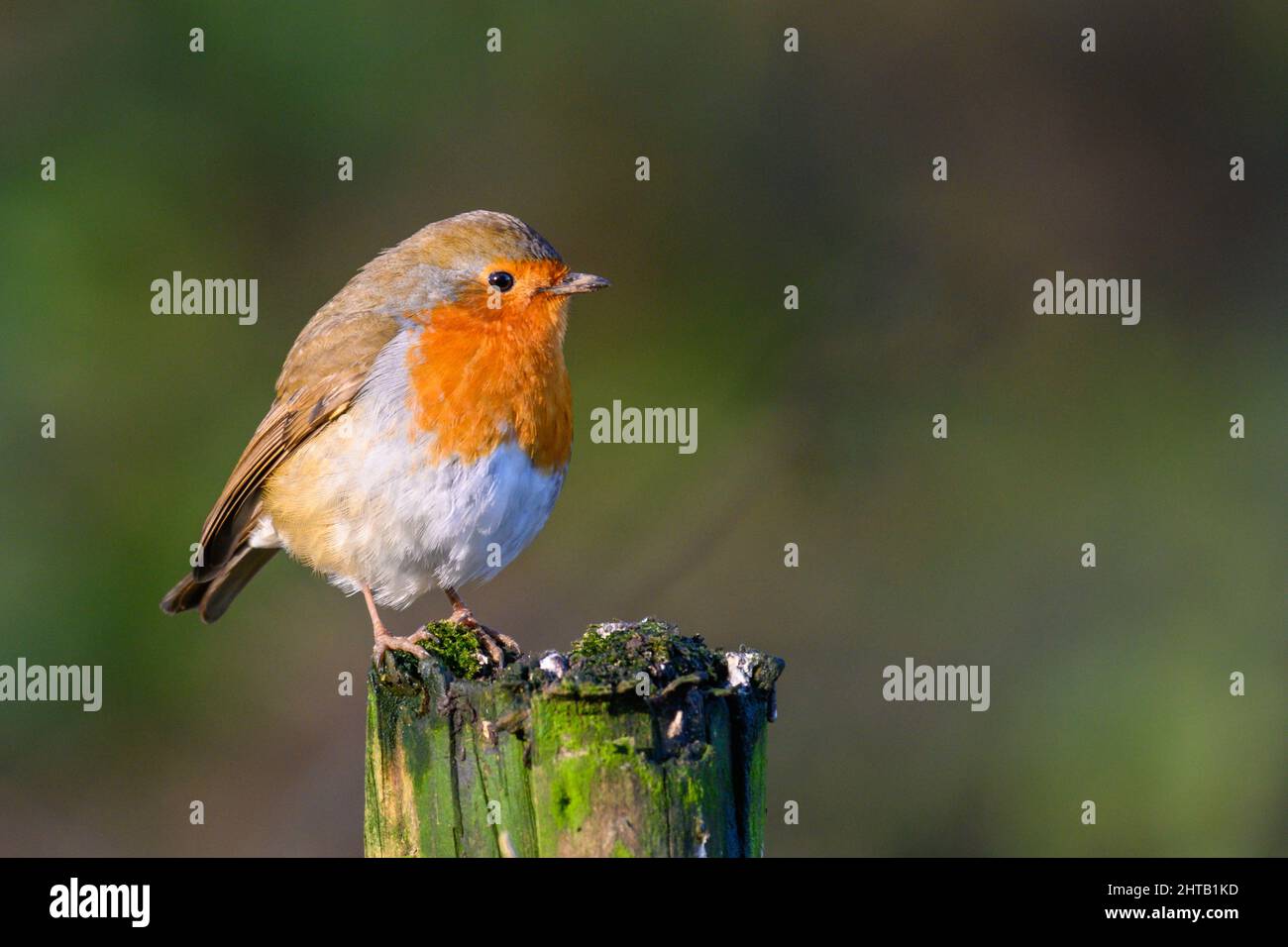 Robin wings hi-res stock photography and images - Alamy