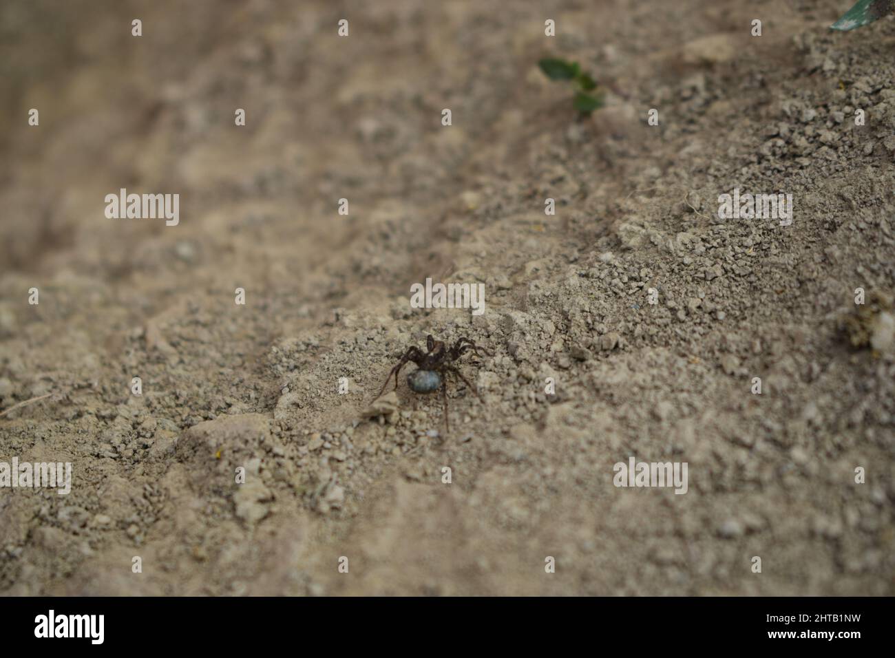 Black ground spider hi-res stock photography and images - Alamy