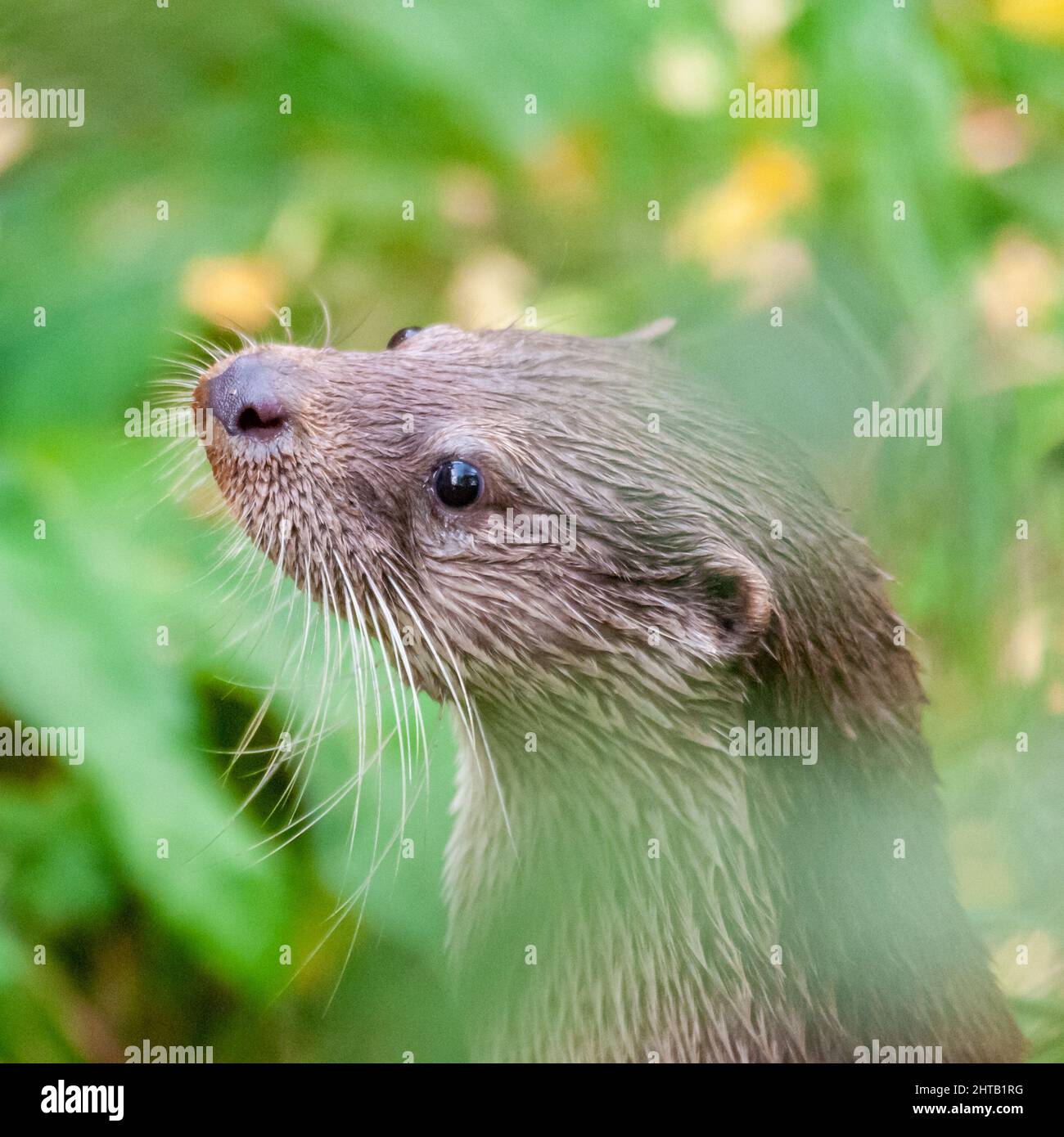 Lovely otter hi-res stock photography and images - Alamy