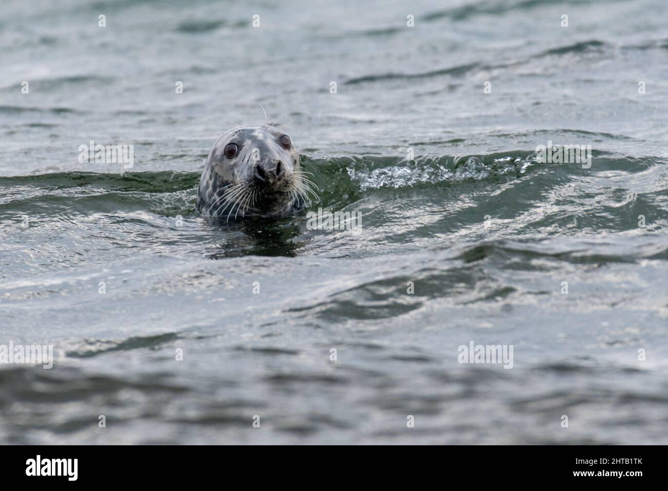 Seal staring camera hi-res stock photography and images - Alamy