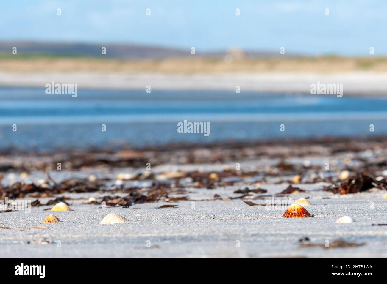 Seashells on the beach Stock Photo - Alamy