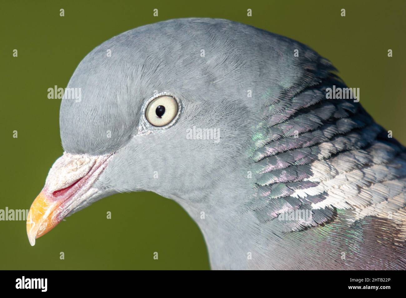 Wood pigeon face hi-res stock photography and images - Alamy