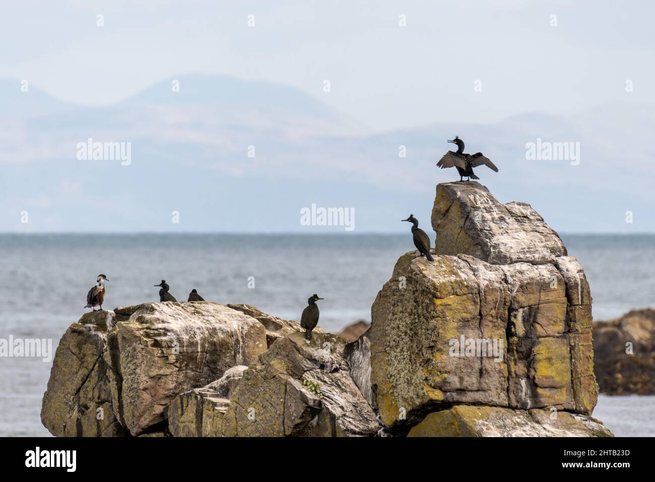 Group of European shags Stock Photo - Alamy