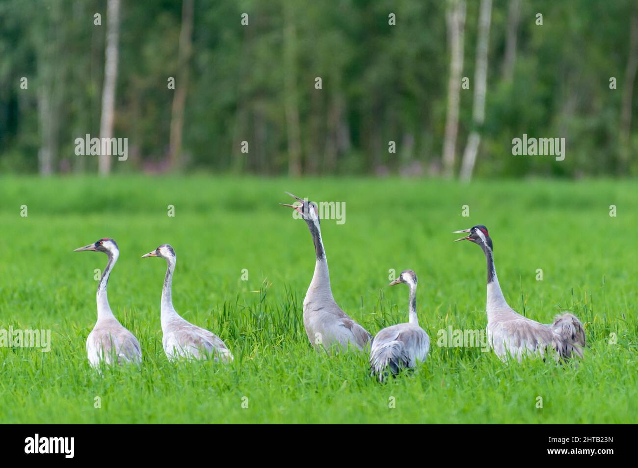 Group of Common Cranes Stock Photo - Alamy