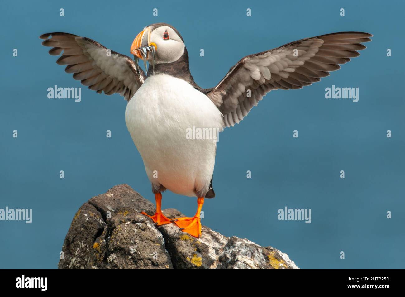 Puffin with wings outstretched and fish in the bill Stock Photo - Alamy