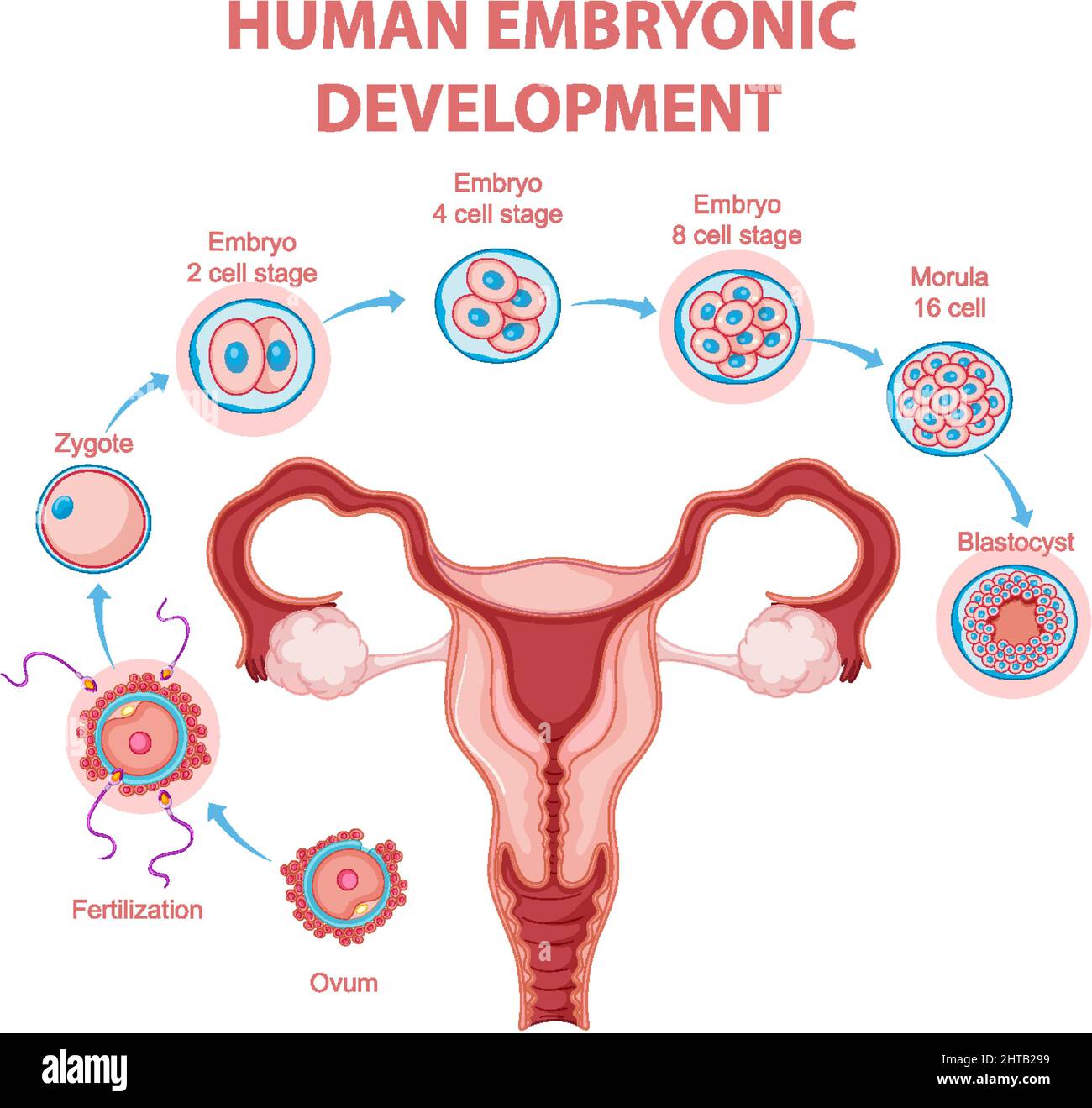 Human embryonic development in human infographic illustration Stock ... Human embryonic development in human infographic illustration Stock ...