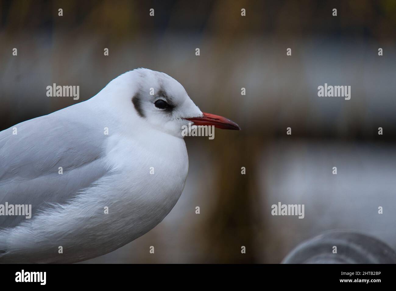 Beautiful shot seagull in hi-res stock photography and images - Alamy