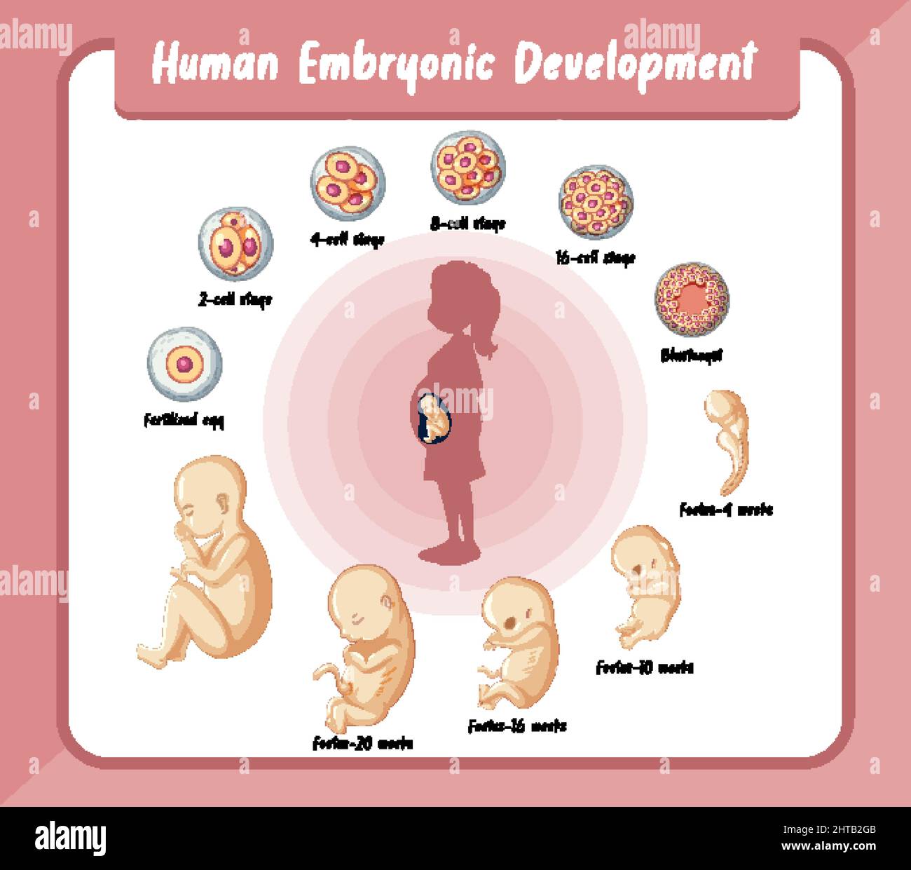 Human Embryonic Development In Human Infographic Illustration Stock