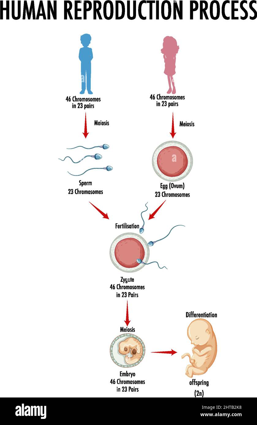 Diagram Showing Human Reproduction Process Illustration Stock Vector Image And Art Alamy