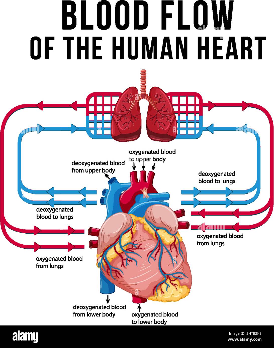 Diagram Showing Blood Flow Of Human Heart Download Free Cross Section