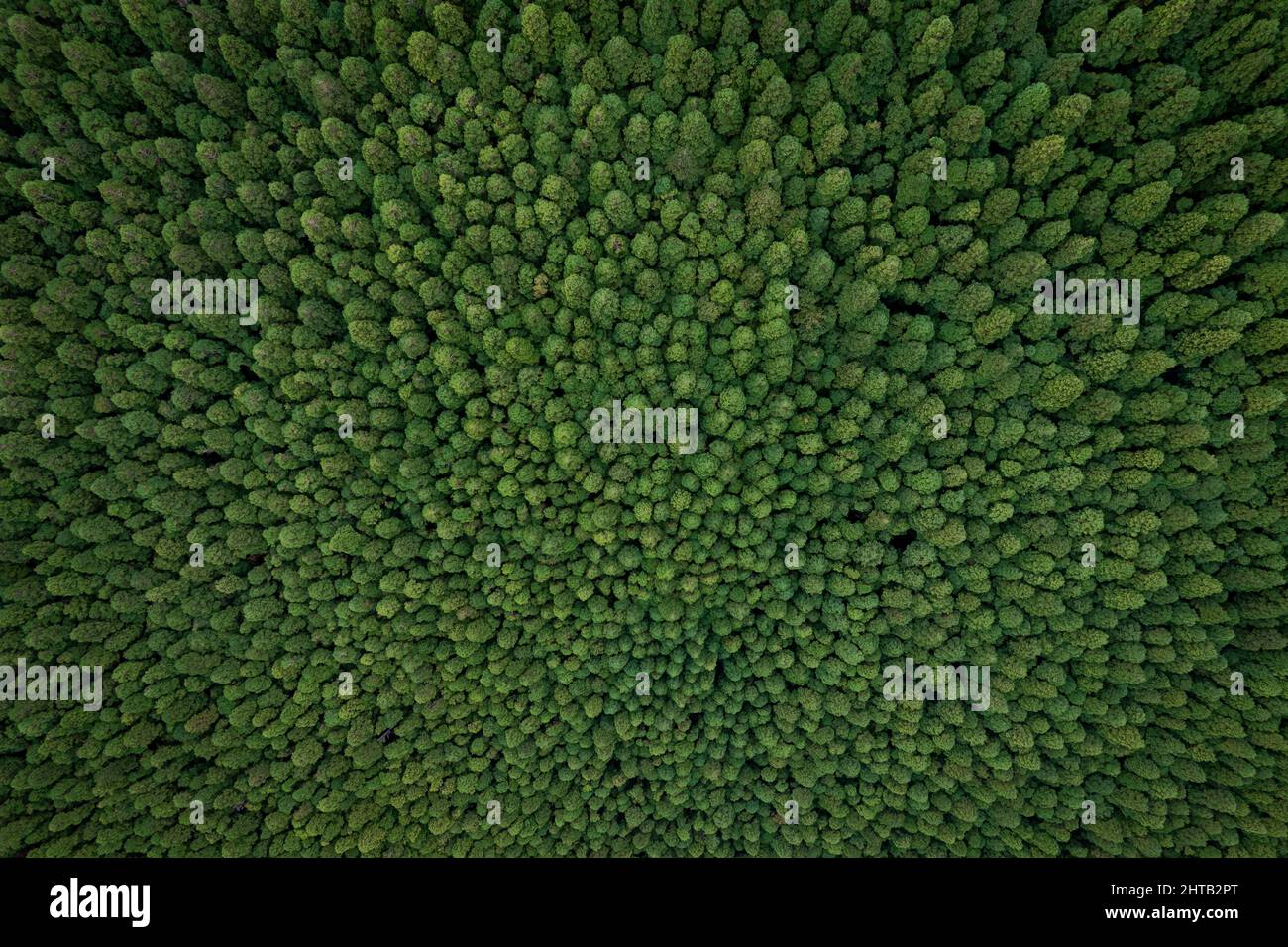 Aerial view of the green growing trees of forest of Azores Islands ...
