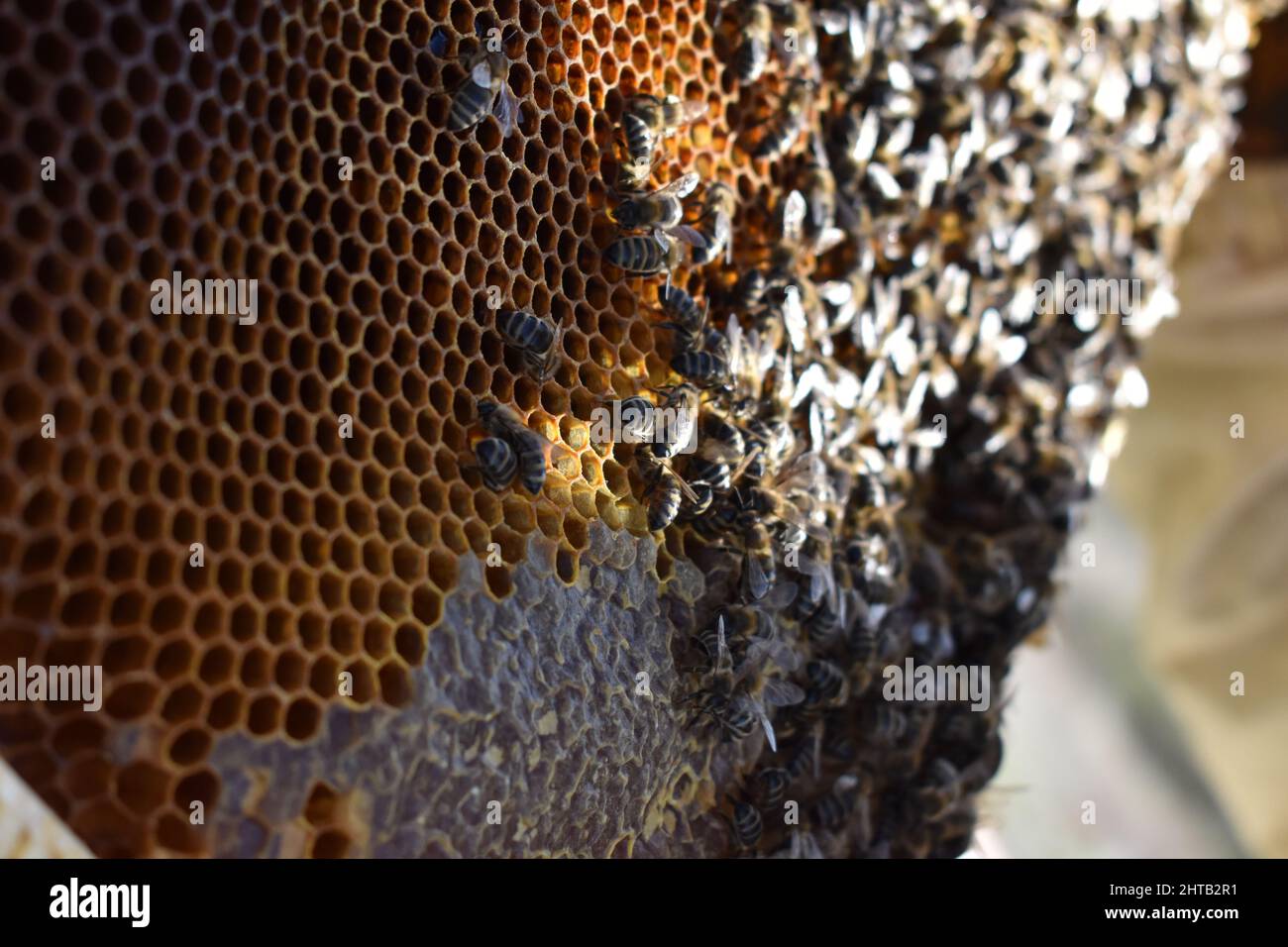 Beautiful scene of a bees in a hive Stock Photo - Alamy